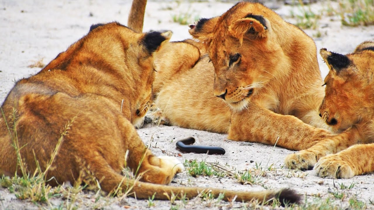 3 Lion Cubs Confused by Millipede that Disturbed Nap Time - YouTube