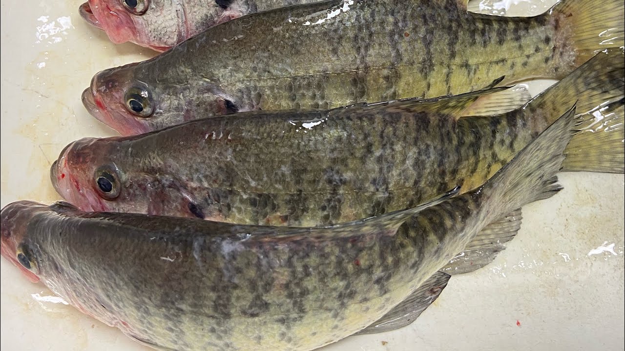 Hmong fish stew with crappie - YouTube