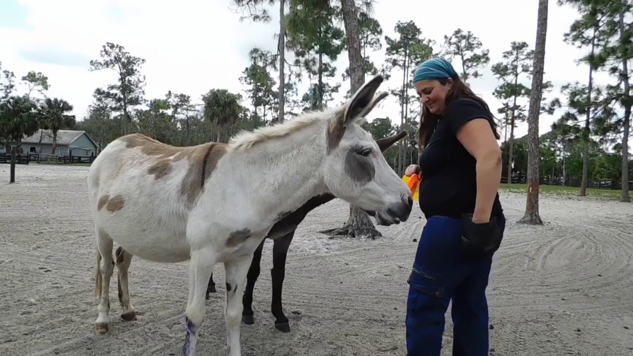 Donkey Training: Targeting - YouTube