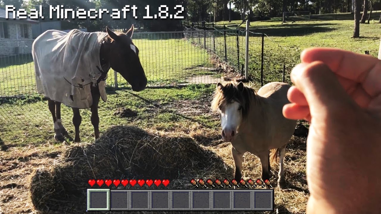 Real Life Minecraft - HORSES and DOGS!! - YouTube