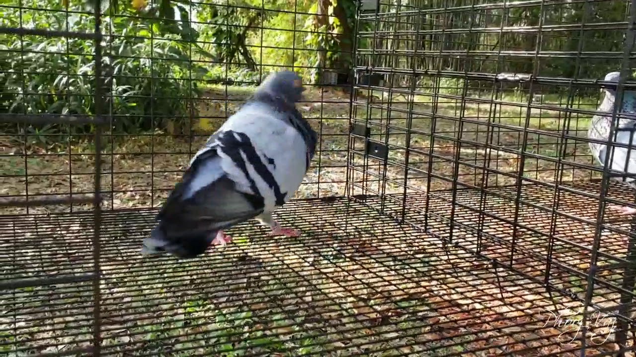 Cuban Pouter - Blue Bar Male 12/3/2018 - YouTube