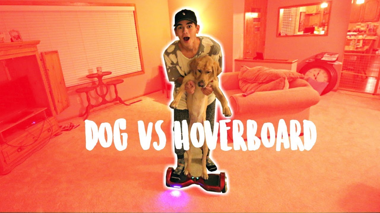 TEACHING MY DOG TO RIDE HOVERBOARD! - YouTube