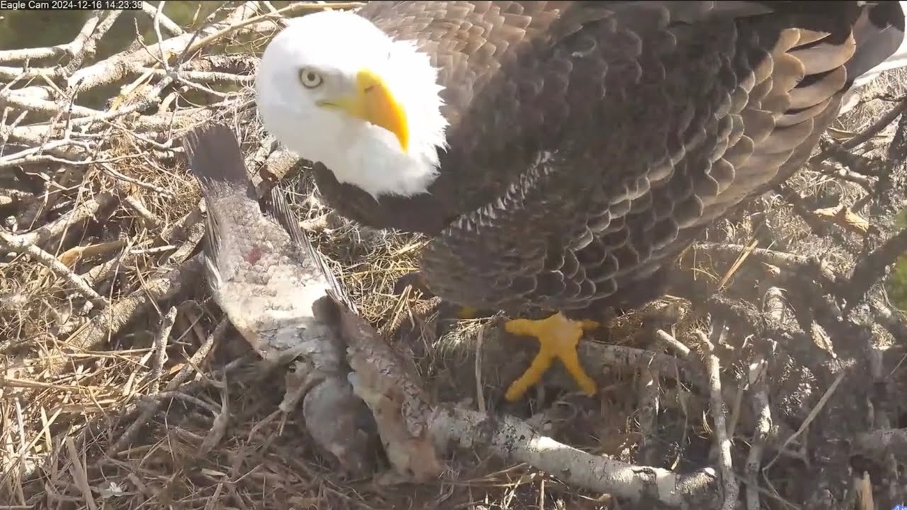 SWFL Eagles 12-16-24. Hatch Progression, Egg #2; M15 Delivers a Large Fish; E24 Feedings! Note ...