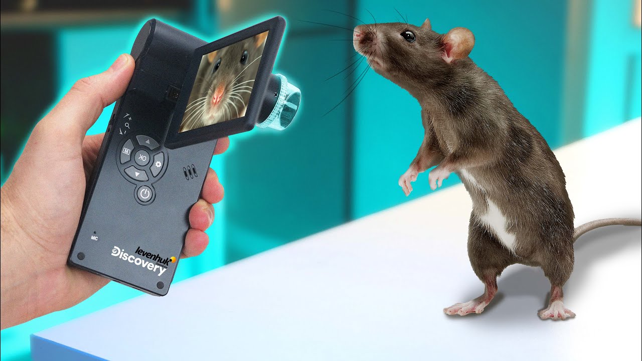 HOW A RAT LOOKS UNDER THE MICROSCOPE? WHAT CAN YOU SEE IN $250 POCKET ...