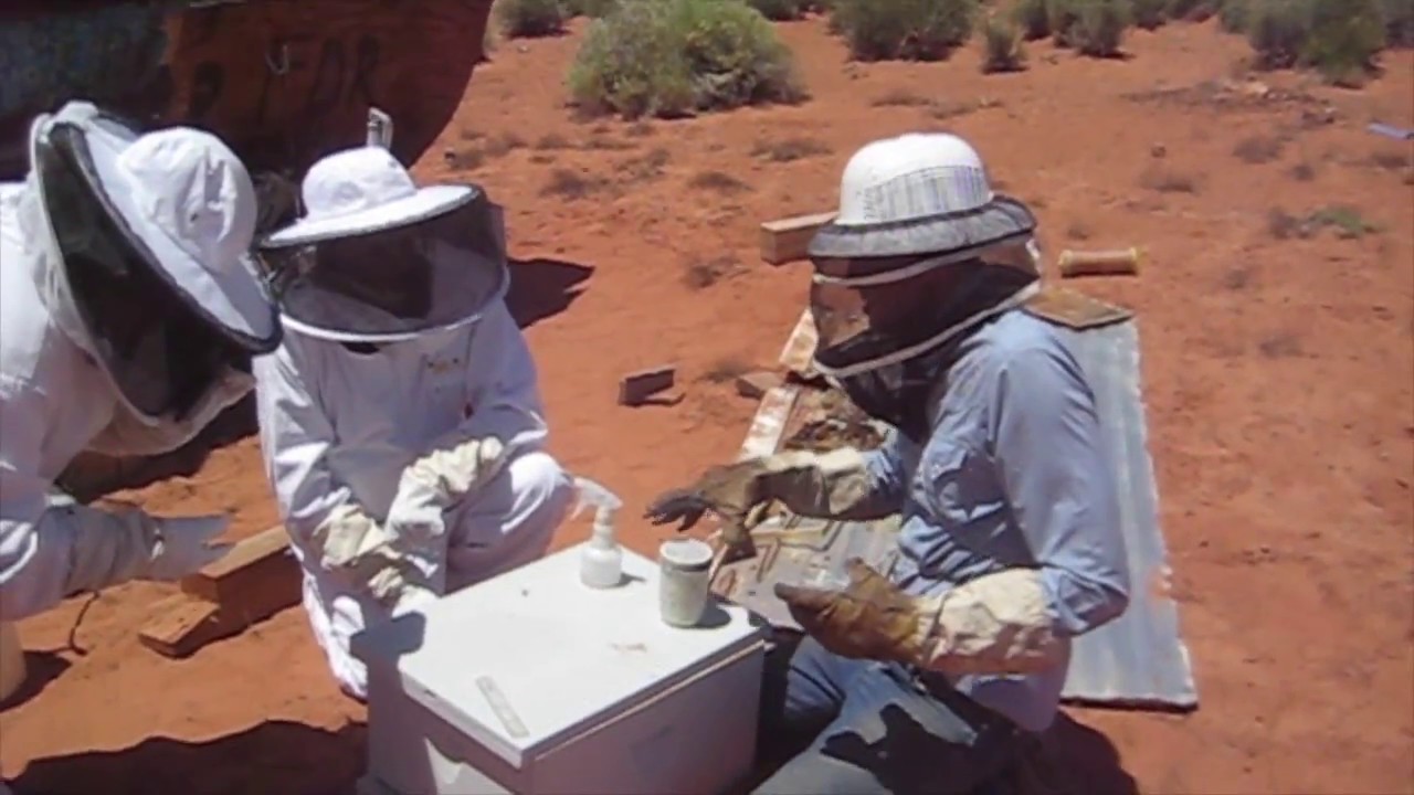 Sampling feral honey bees For Variety and Mites, Bee Camp Part 5 - YouTube