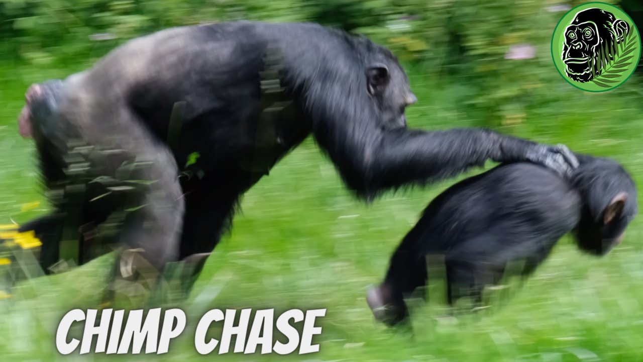Chimpanzee Chase - YouTube