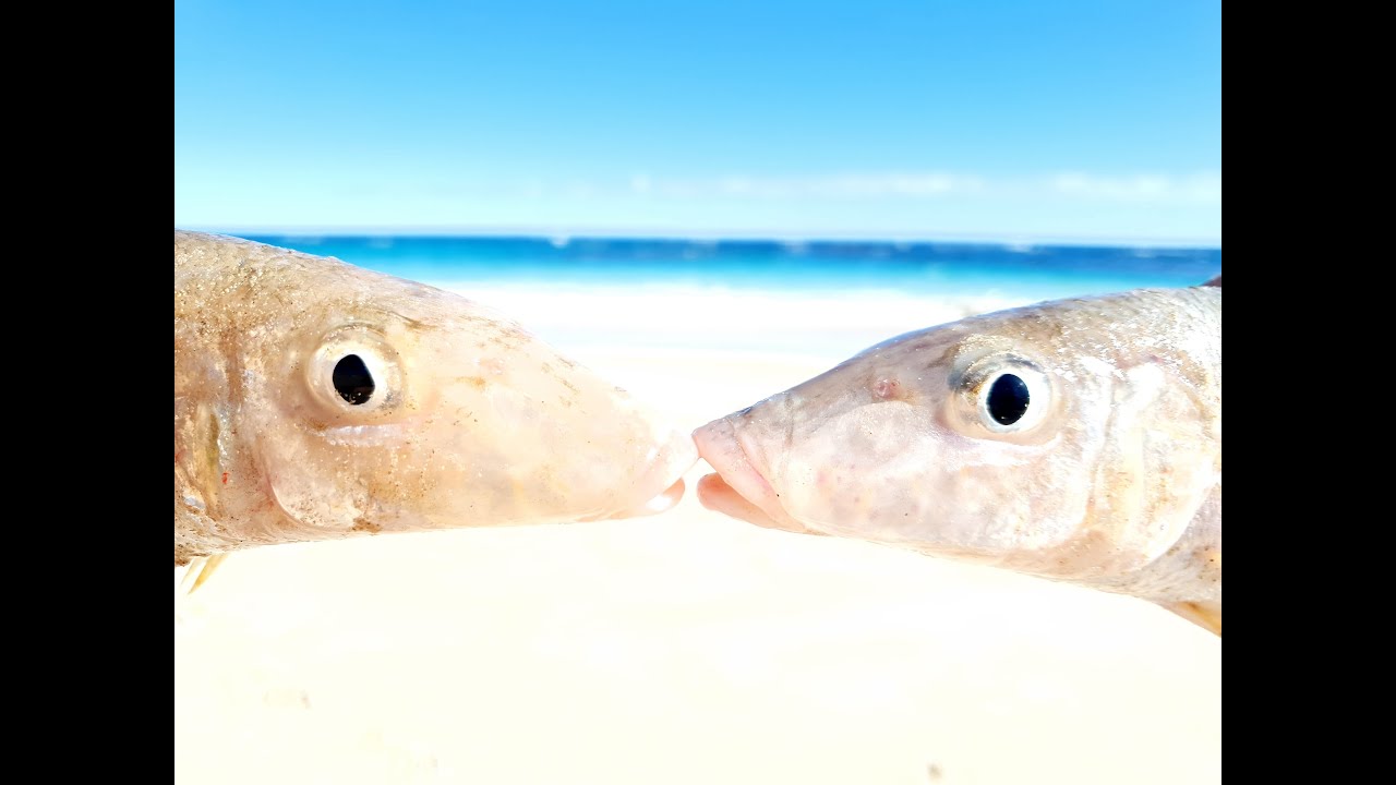 SCUTE features pre launch 2020 - YouTube