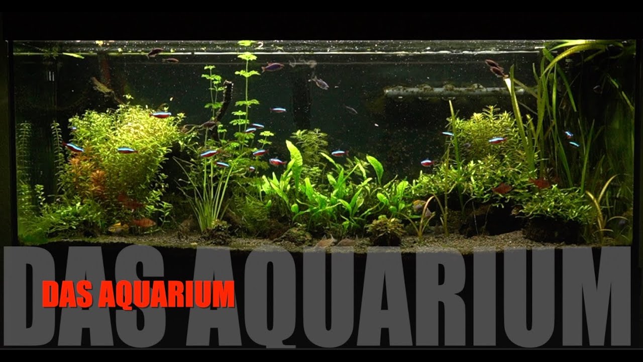 Aquarium Eheim 240l Vivaline -Corydoras, Roter Neon, Fünfgürtelbarbe, Smaragdprachtbarsch ...