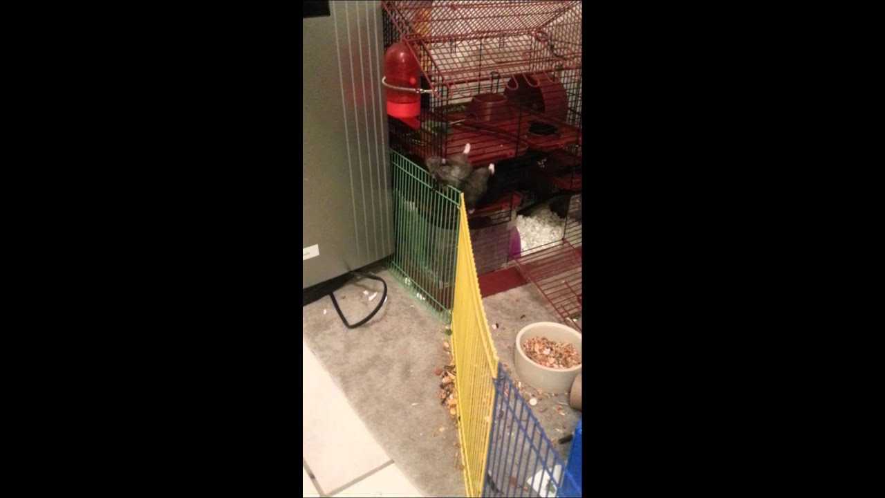 Spider Hamster - YouTube