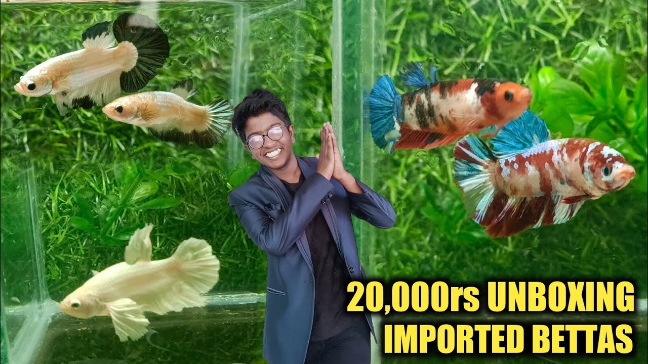 1000rs🛑 bettas just at 300rs ! imported bettas Unboxing worth 20,000rs🥵 - YouTube
