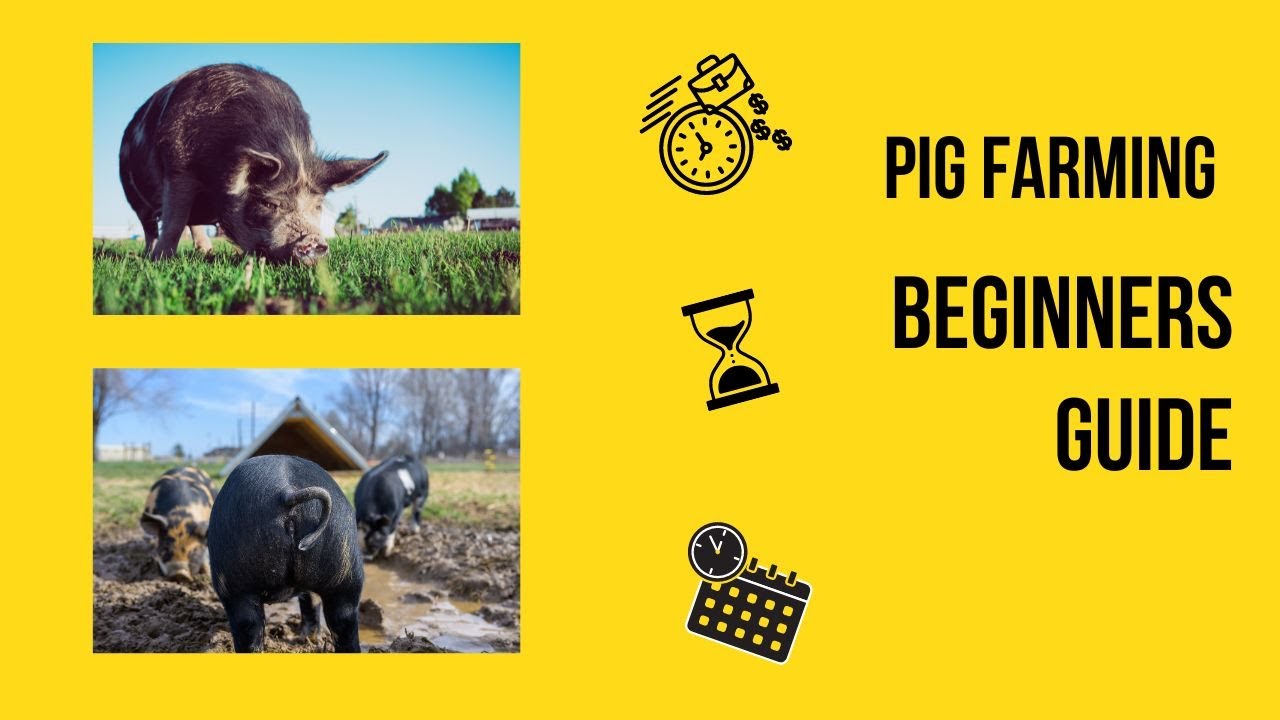 Raising Pigs II Beginners Guide For Pig Farming - YouTube