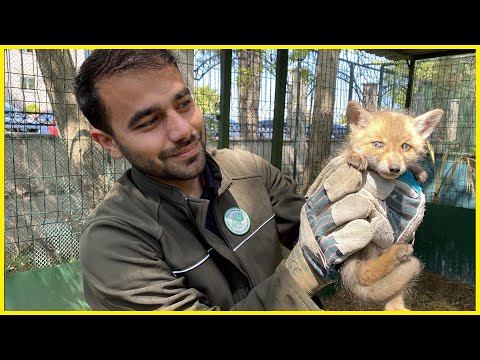 Yol Çalışması Sırasında Bulunan Yavru Tilki, Koruma Altına Alındı