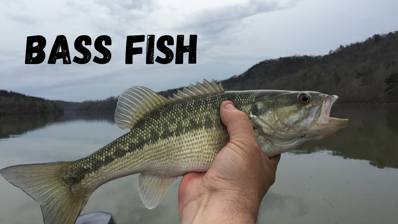Discover the wonders of Bass Fish|Aquatic Life| - YouTube