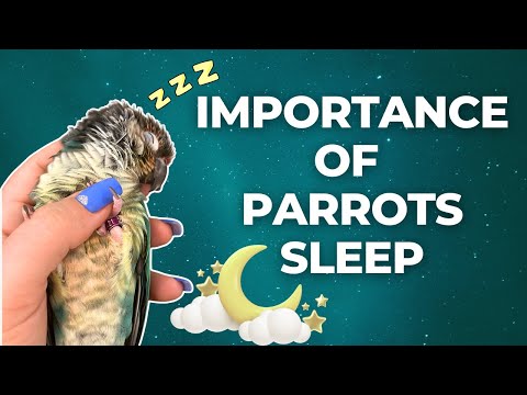 Importance of Parrots Sleep | How much sleep do parrots need 🦜💤 - YouTube
