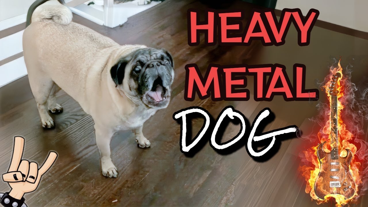 DOG REMIX! HEAVY METAL - YouTube