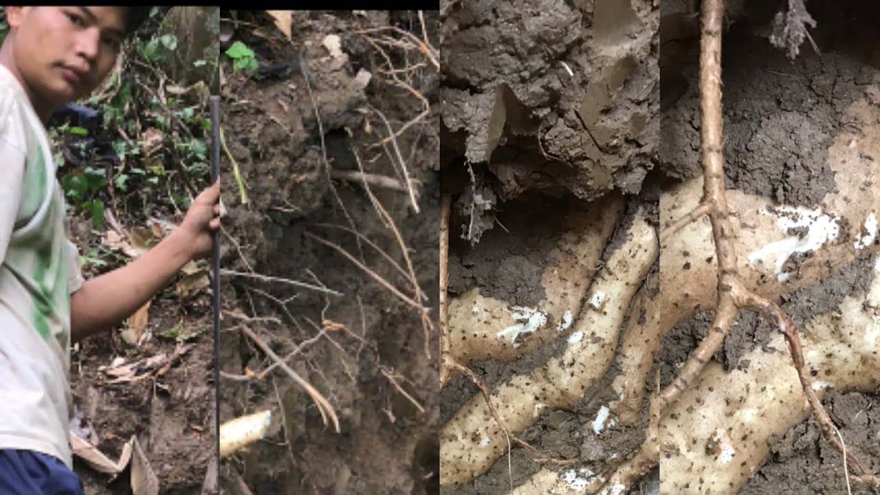 Wild potato collection in the jungle #arunachalpradesh #wild potato ...