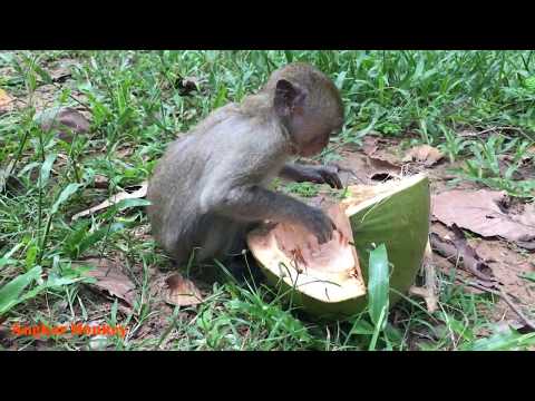 When monkeys meet cute tourist girl - Monkeys eating coconut - Monkey breast feeding