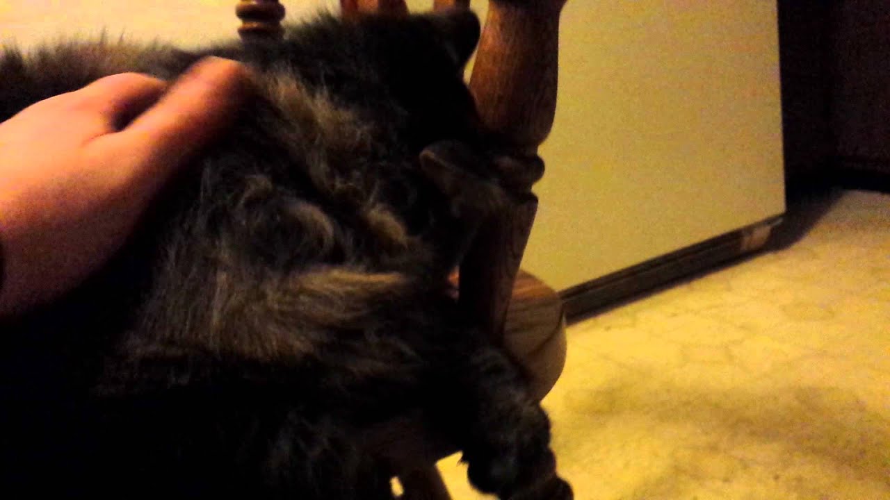 Tiger purring for me 11-19-15 - YouTube