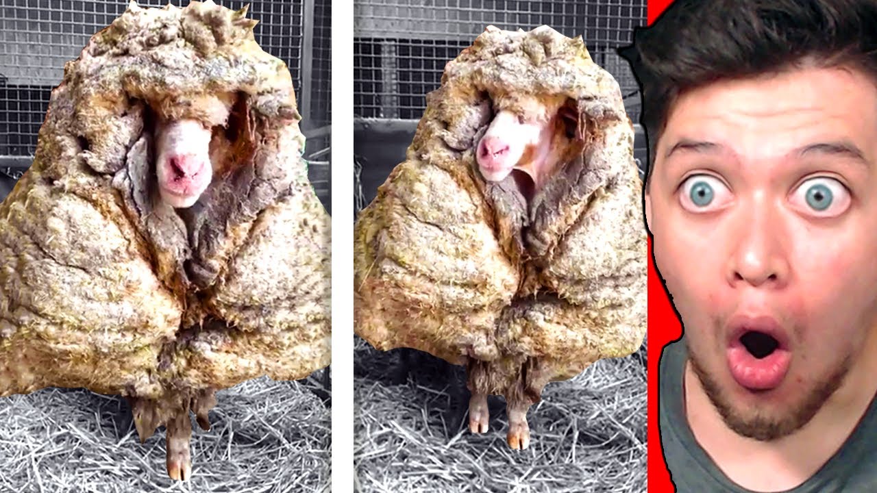 OBEJO NIVEL DIOS! 🤣😅 - YouTube