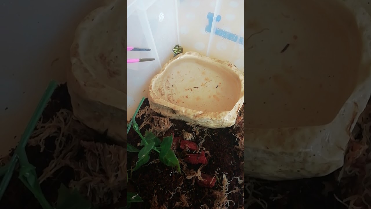 New African Bullfrog Baby - YouTube
