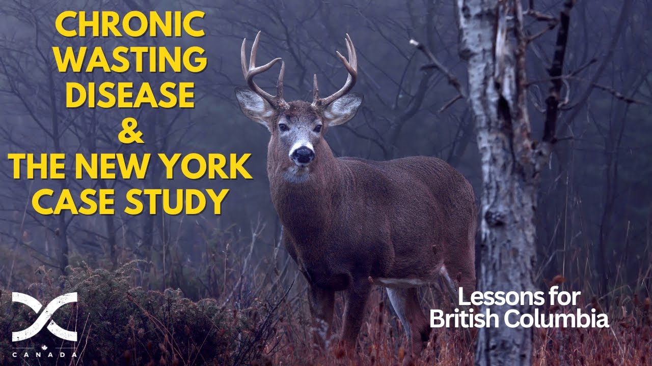 Chronic Wasting Disease - The New York State Case Study - YouTube