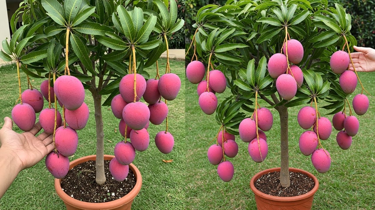 🌿How to Propagate Mango Tree FASTER with Simple Techniques! #live - YouTube