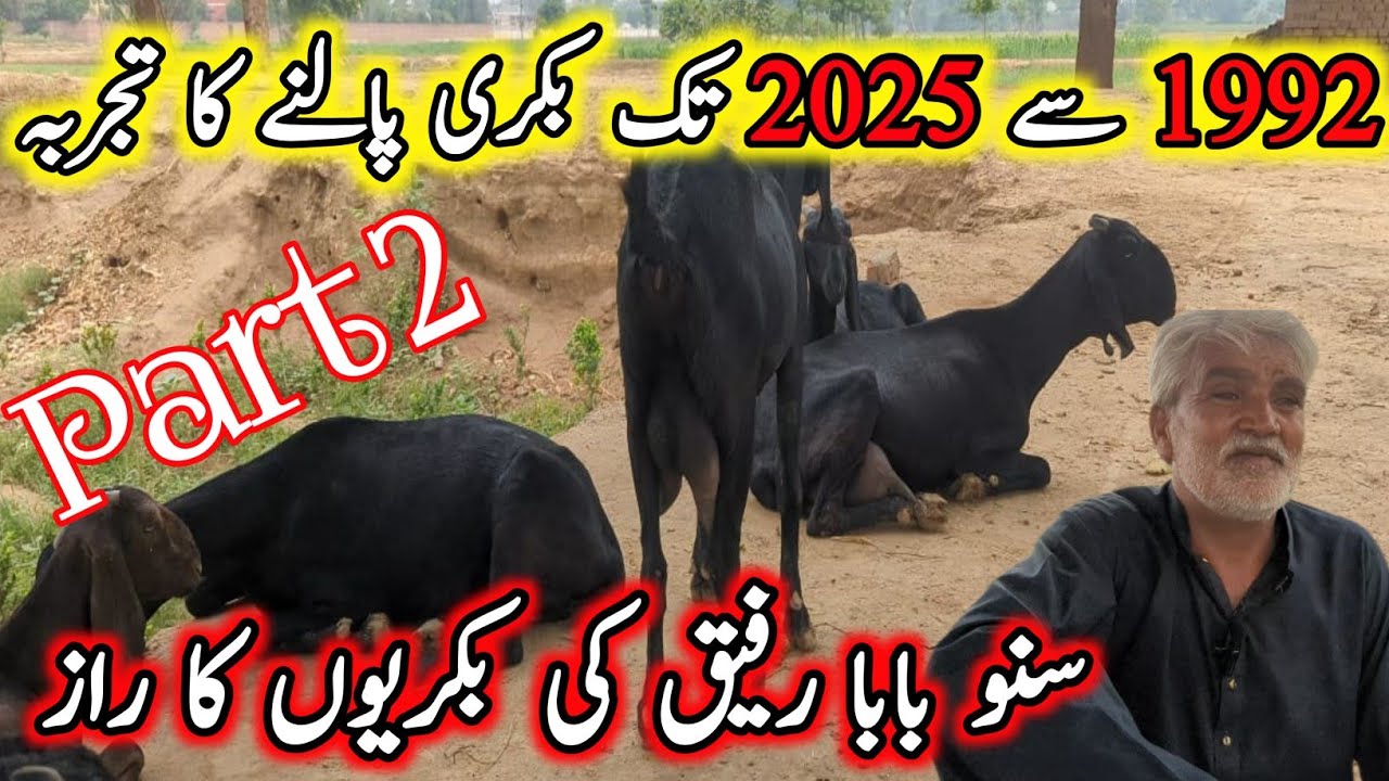 Goat Farming Easy And More Profitable In Village | Bohat Kch Seeknay Ko ...
