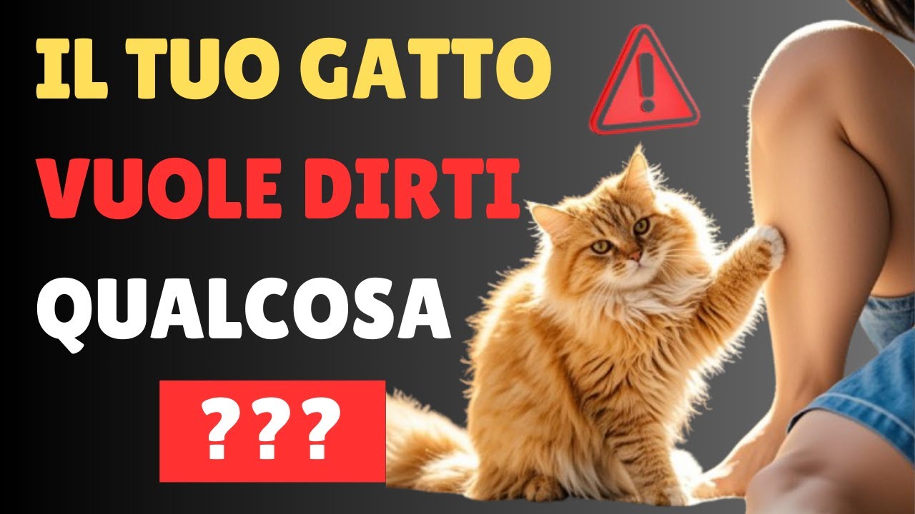Riconosci i Segnali Che ti dà il Tuo Gatto? Stai Attento! - YouTube