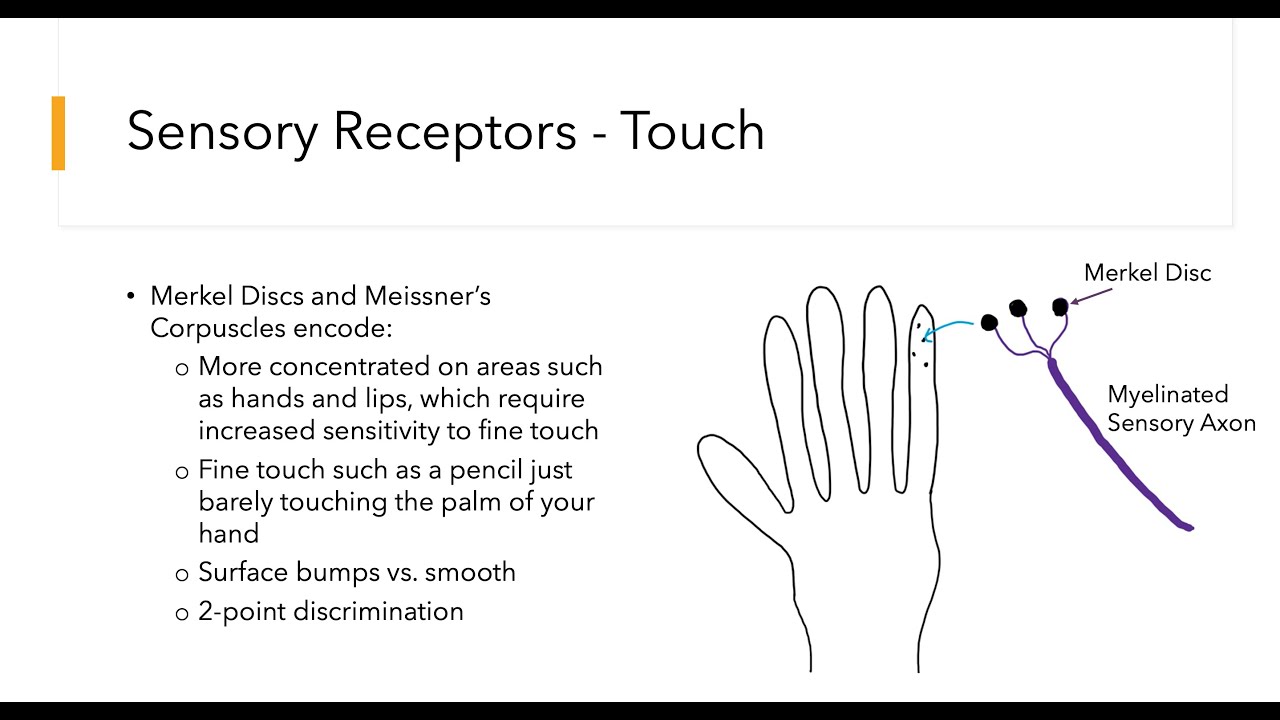 Sensation of Touch, Pressure and Vibration - YouTube