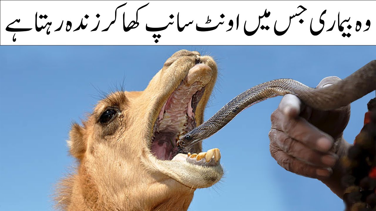 A Disease In Which A Camel Survives By Eating Snakes | Info Kainat ...