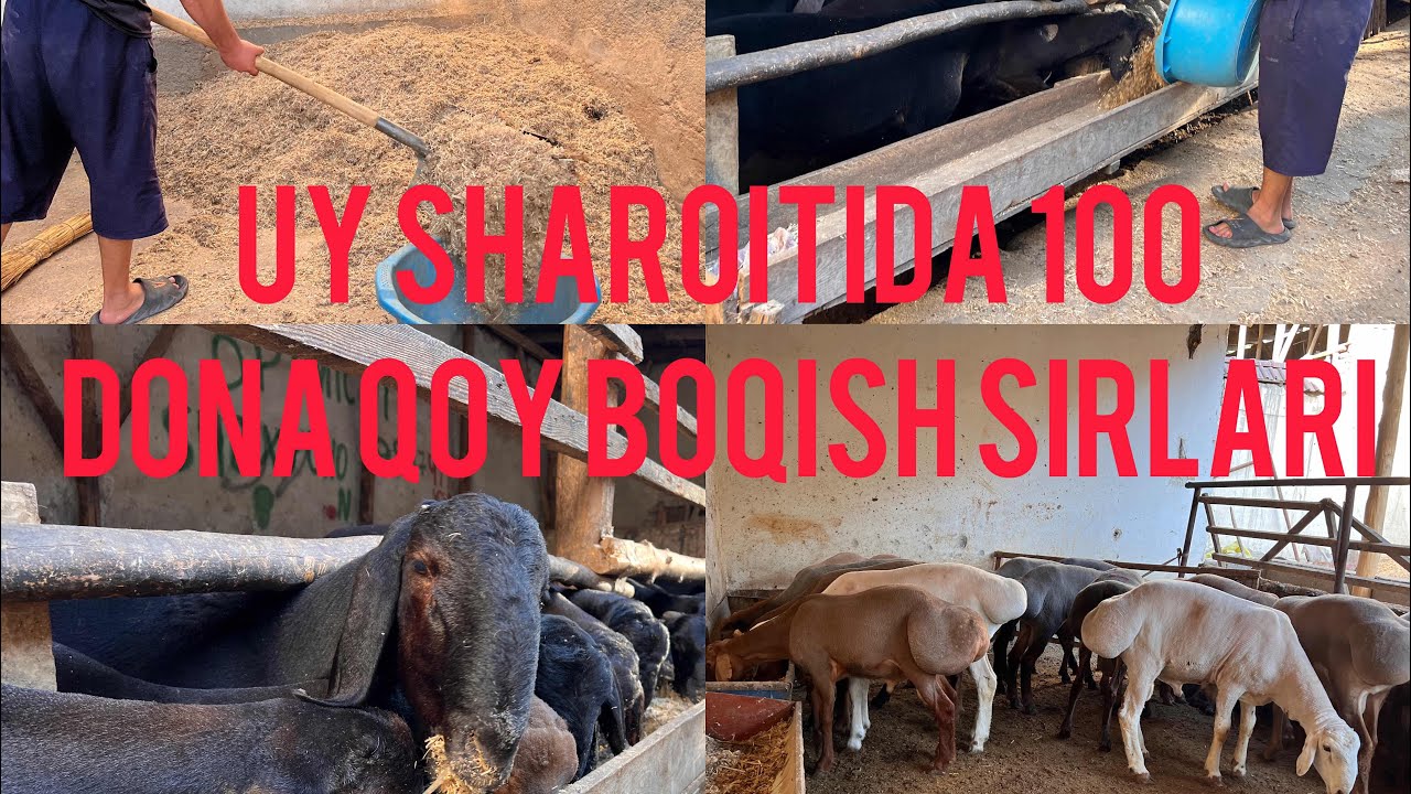Uy sharoitida 100 bosh qoy boqish sirlari va ulani narxlari - YouTube