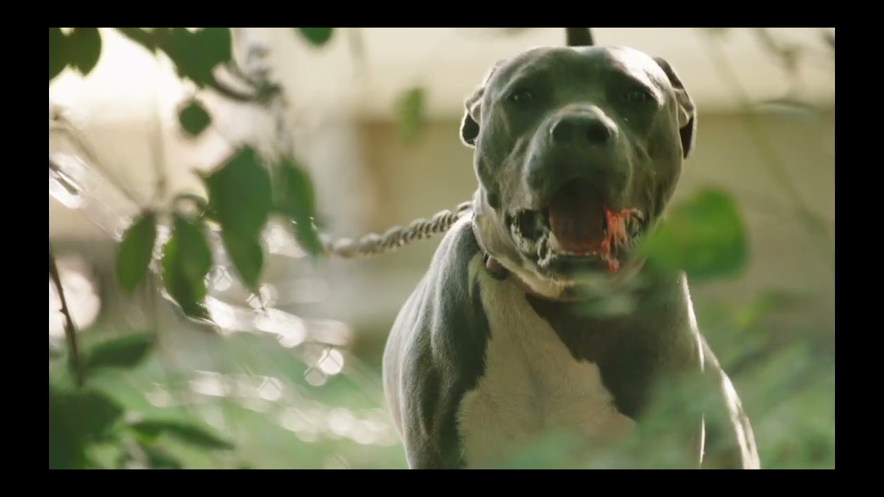 Funny video dogs upload in youtube - YouTube