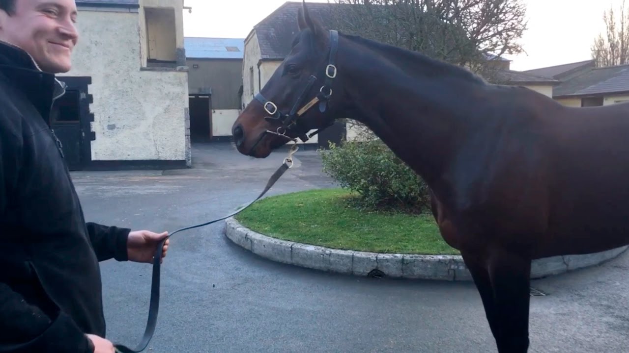 Tally Ho Stud - Vadamos, Kodiac - Irish Stallion Trail 2107 - YouTube