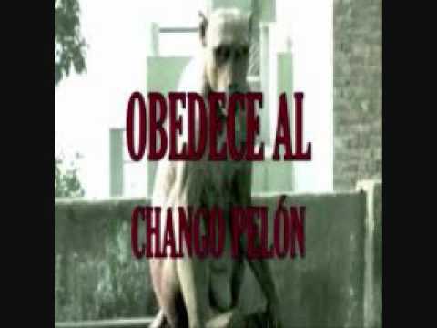 obedece al chango pelon.wmv - YouTube