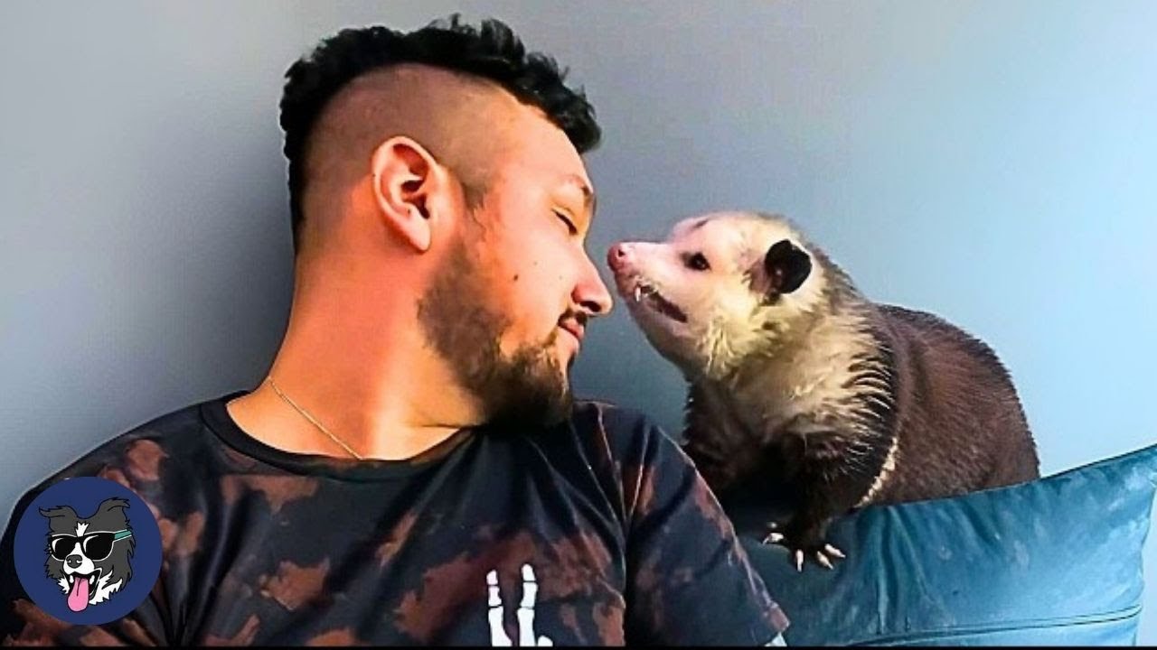 Man Brings Home a Rescue Opossum. They Become BFFs - YouTube