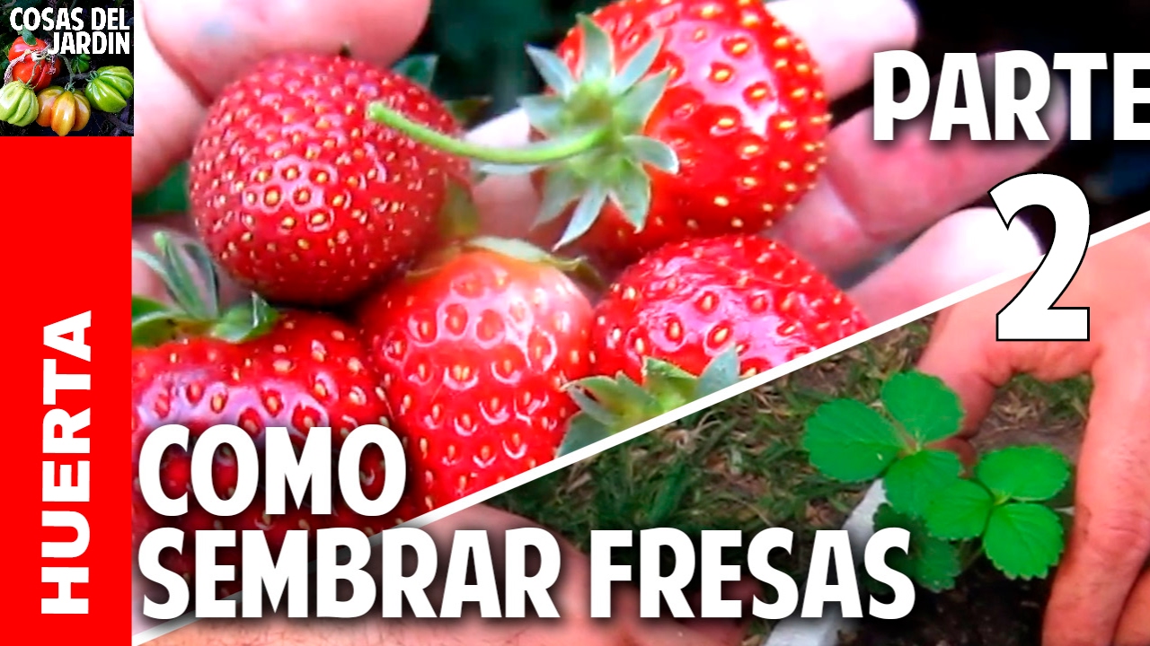 Cultivo de fresas - Parte 2 - Cuándo y Cómo transplantar ...