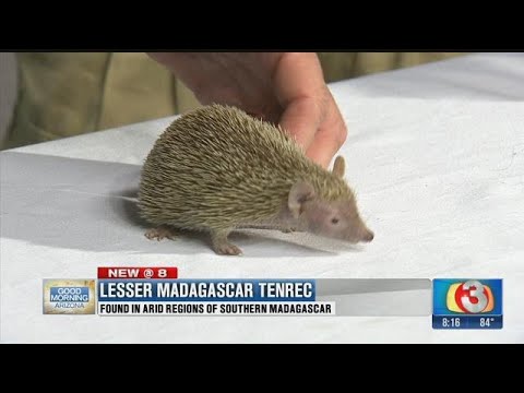 Wildlife World Zoo: Lesser Madagascar Tenrec - YouTube