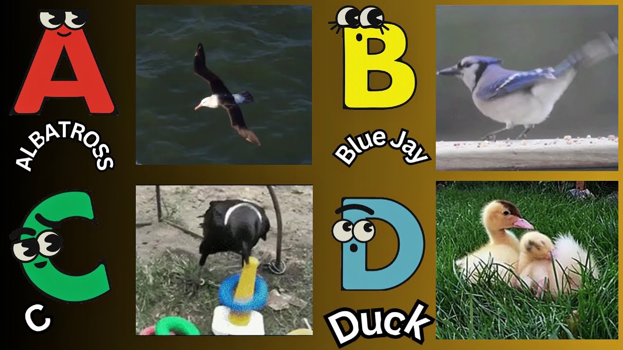 ABC Song | Birds ABC Song | Phonics for Kids |Learn ABC | Baby Alphabet ...