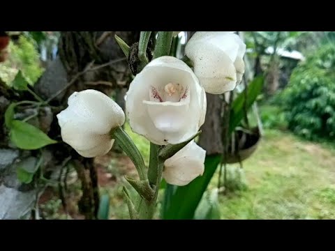 ORQUIDEA PERISTERIA ELATA (FLOR DEL ESPÍRITU SANTO)🥰 - YouTube