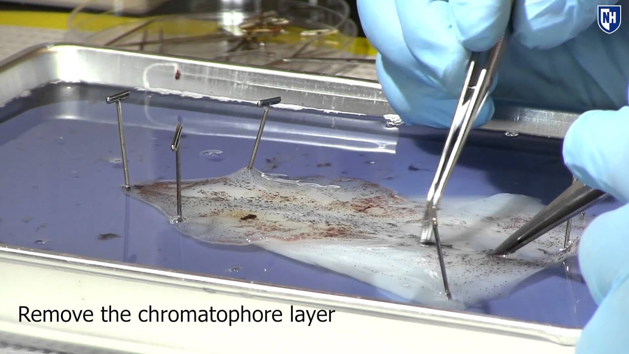 Dissecting Squid Chromatophores - YouTube