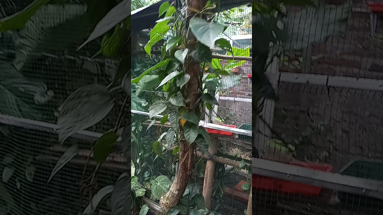 aviary minimalis - YouTube