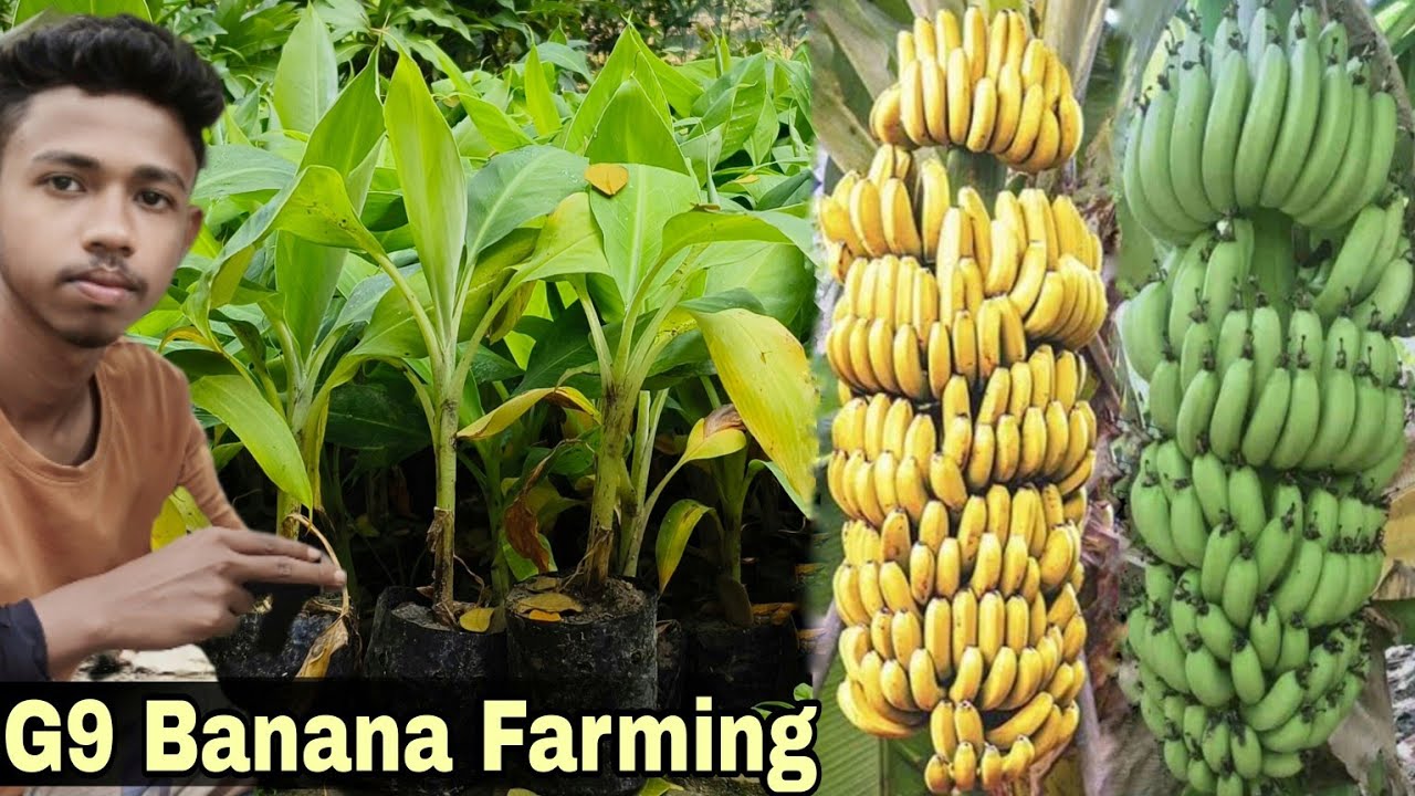 G9 Banana plant farming in India | best quality plant available nursery ...