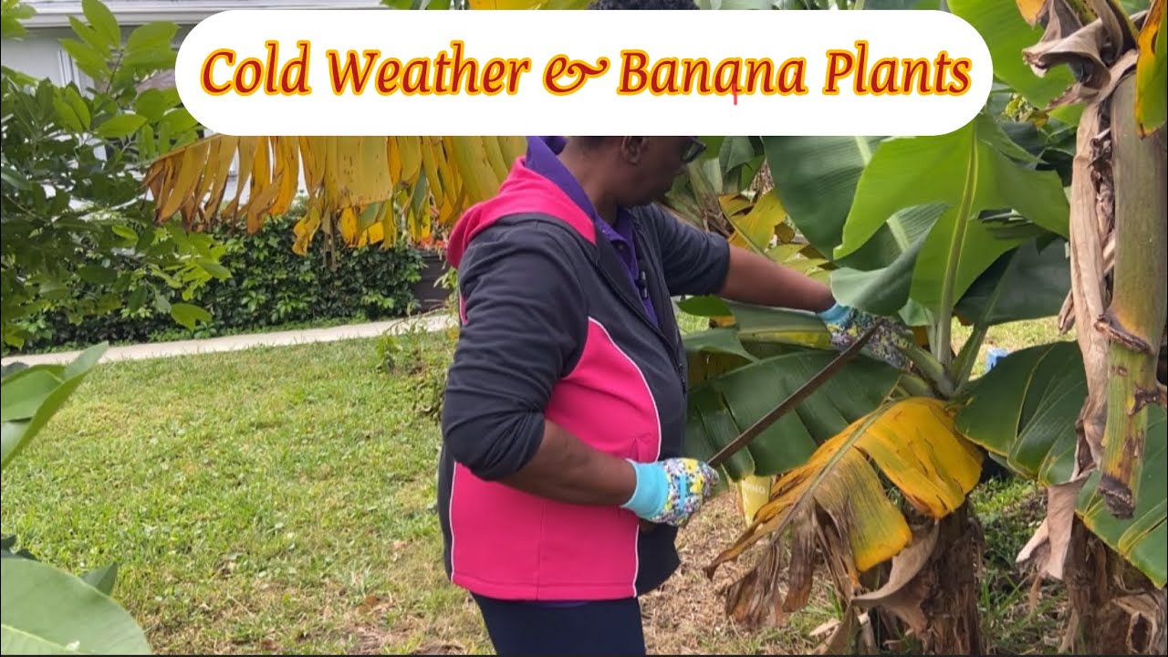 How Cold Weather Affects Banana Plants@thecharlesft.laud.garden - YouTube