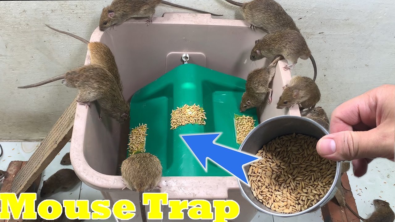 DIY mousetrap // How to trap a mouse with a trash can - YouTube
