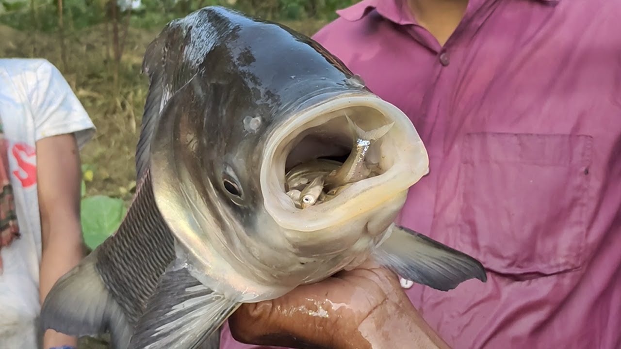 Big Katol Fish Catching Using by net in the Village Pond - YouTube