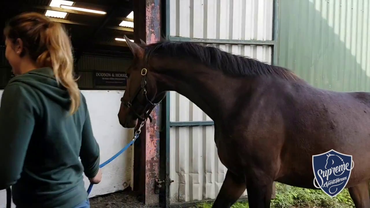 2014 IRISH SPORT HORSE Mare by CAPRI VAN OVERIS x DON JUAN DE LA ...