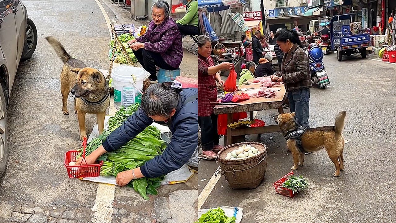 Highly intelligent dog helps owner buy vegetables at the market🤠 - YouTube