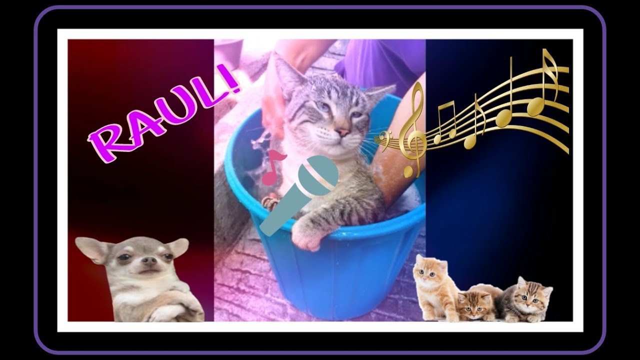 Gatos cantando - El gato RAUL!! & Perros bailando - Versión Reggaettón ...