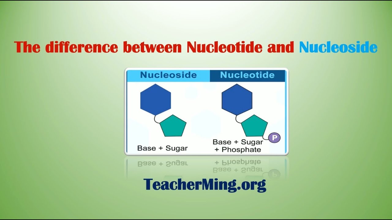 The Difference Between Nucleotide And Nucleoside - YouTube