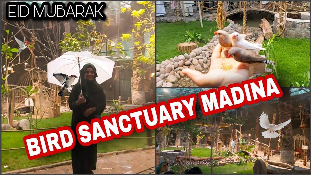 Bird park in madinah | First Bird Sanctuary in Madina saudia arab ...